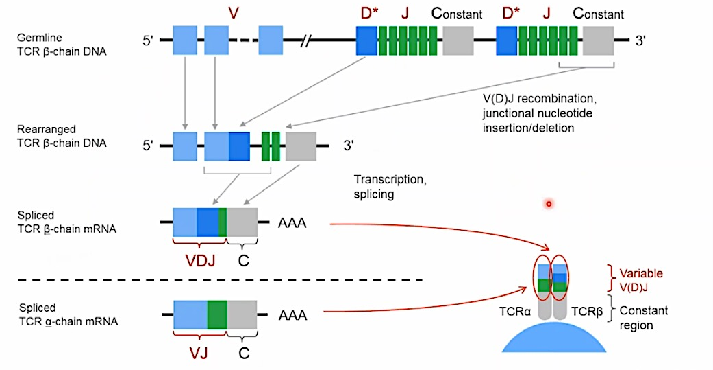 淋巴瘤Seq-MRD®检测介绍| 基于ct-DNA Ig/TCR NGS技术检测MRD – 艾沐蒽®