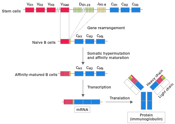 淋巴瘤Seq-MRD®检测介绍| 基于ct-DNA Ig/TCR NGS技术检测MRD – 艾沐蒽®