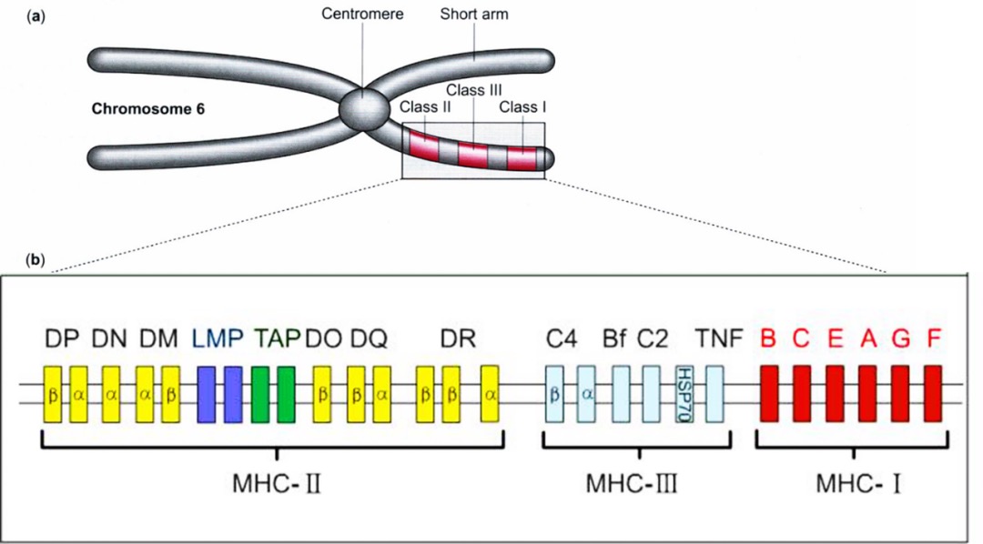 HLA分型 HLA-typing – 艾沐蒽®