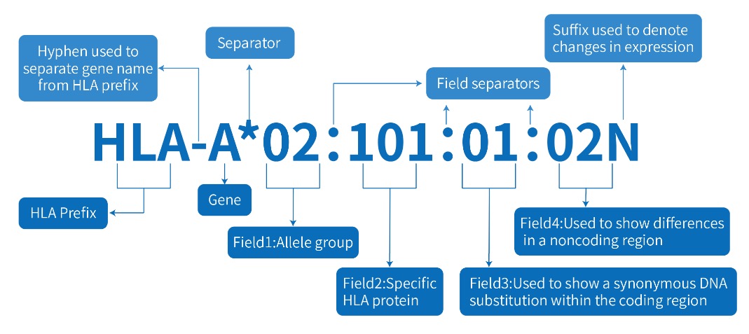 HLA分型 HLA-typing – 艾沐蒽®