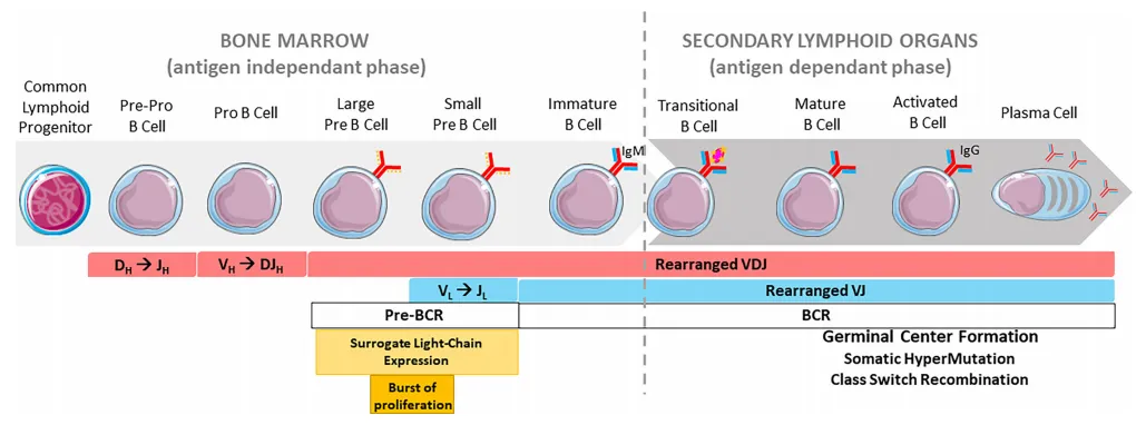 史上最全解析 | BCR测序与应用指导 – 艾沐蒽®