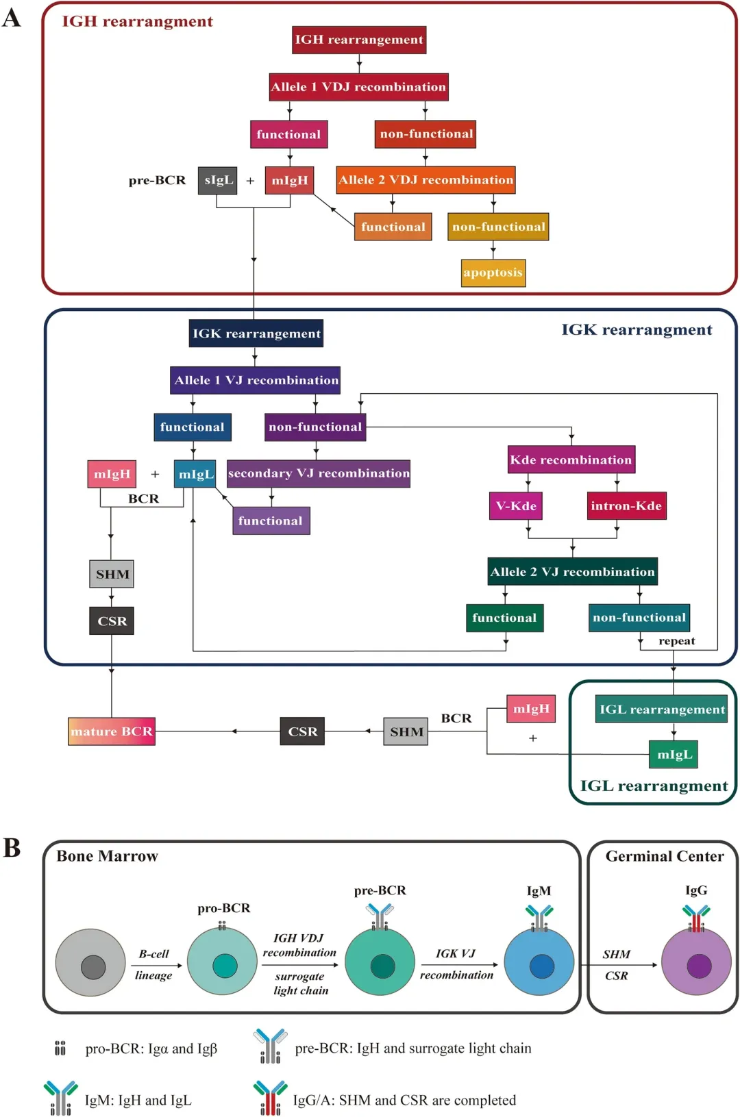 史上最全解析 | BCR测序与应用指导 – 艾沐蒽®